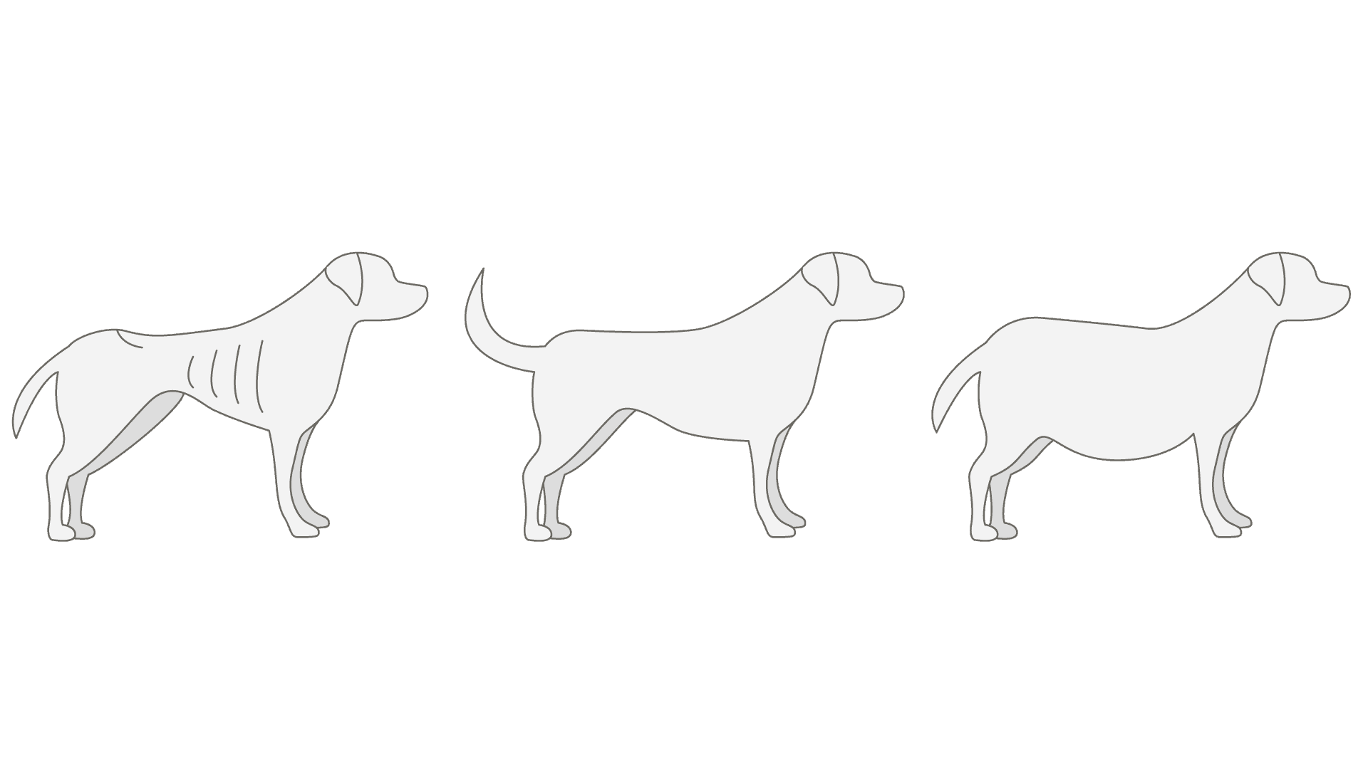 Body CondBody Condition Score Hund (BCS) – Idealgewicht erkennenition ...