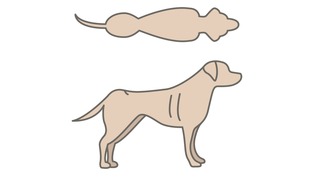 Body CondBody Condition Score Hund (BCS) – Idealgewicht erkennenition ...