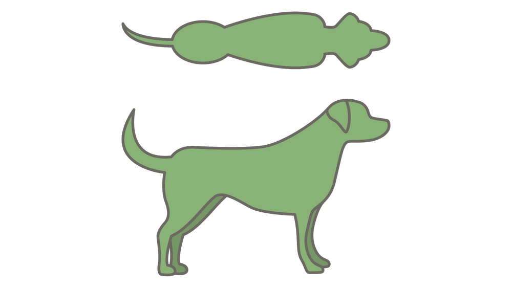 Body CondBody Condition Score Hund (BCS) – Idealgewicht erkennenition ...