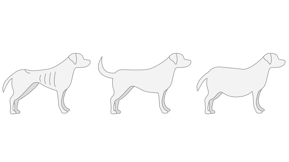 Body CondBody Condition Score Hund (BCS) – Idealgewicht erkennenition ...