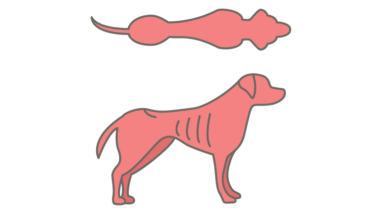 Body CondBody Condition Score Hund (BCS) – Idealgewicht erkennenition ...