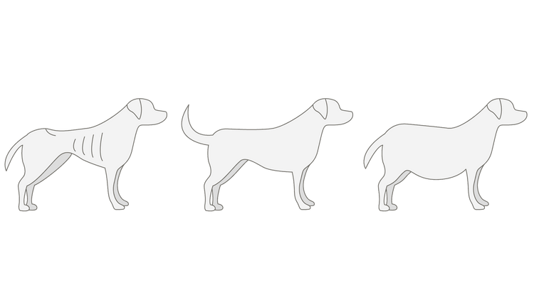 Body CondBody Condition Score Hund (BCS) – Idealgewicht erkennenition ...